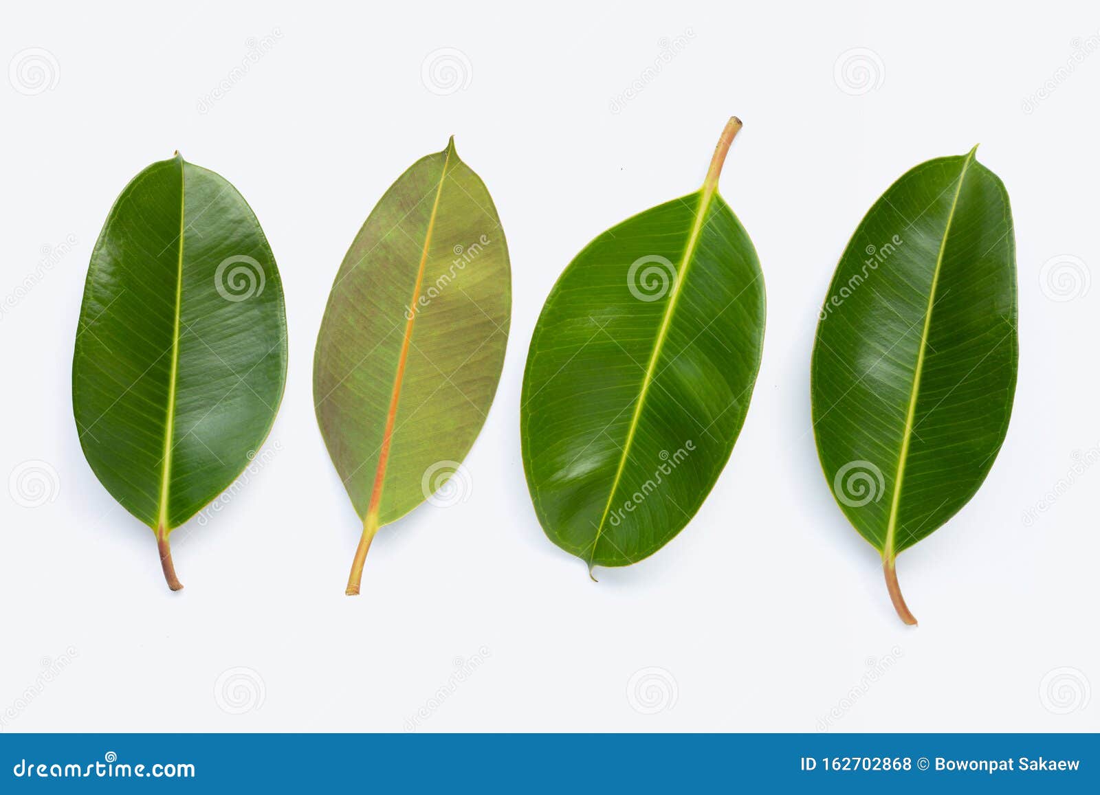 Rubber Plant Leaves on White Background Stock Photo - Image of room ...