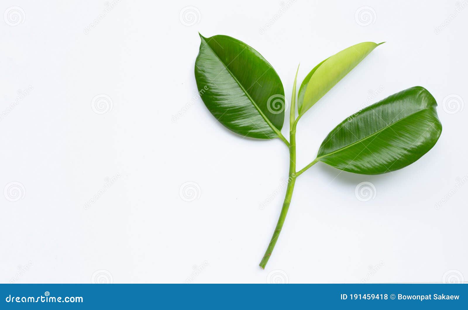 Rubber Plant Leaves on White Background Stock Photo - Image of ...