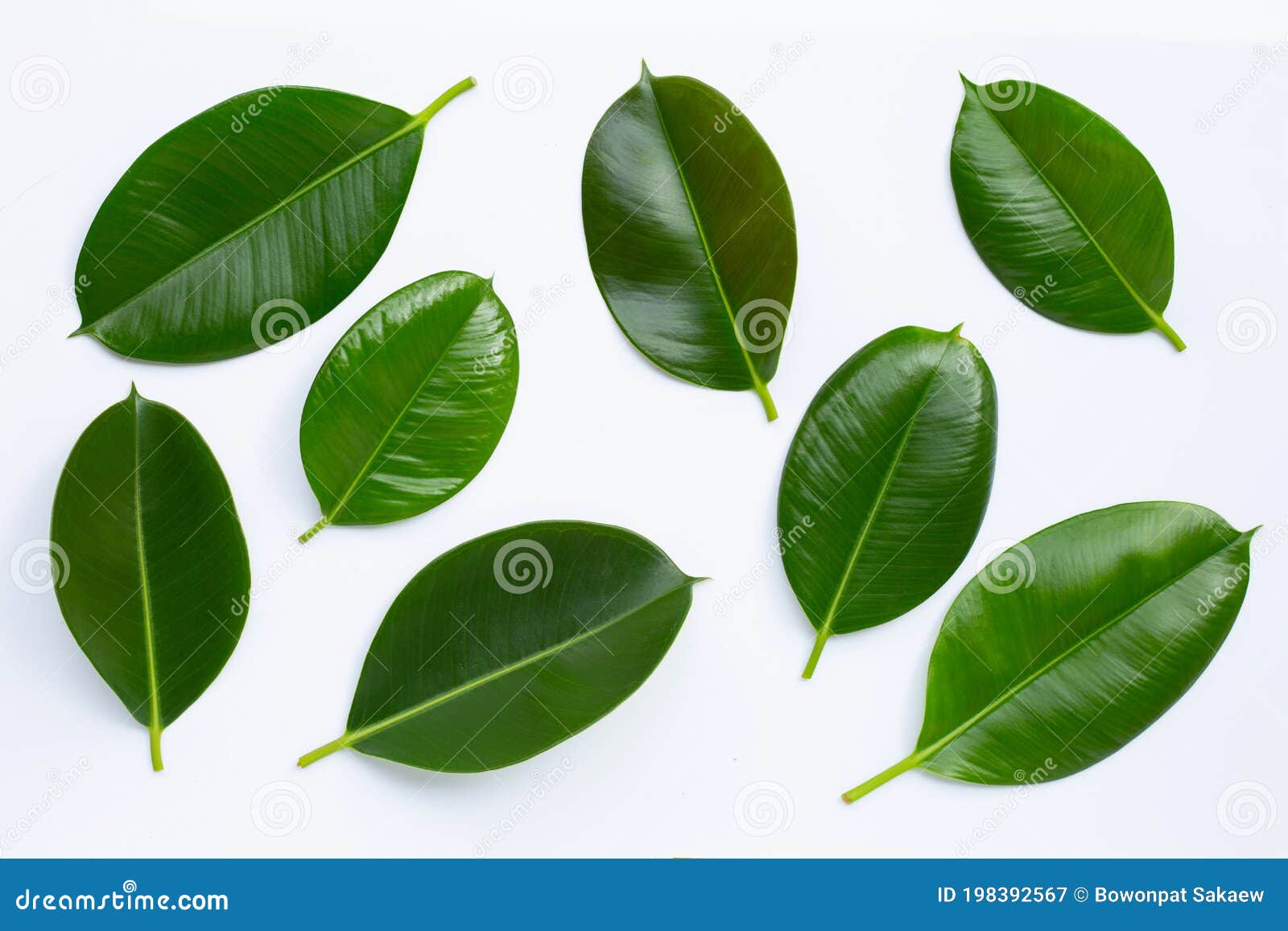 Rubber Plant Leaves on White Background Stock Image - Image of ...
