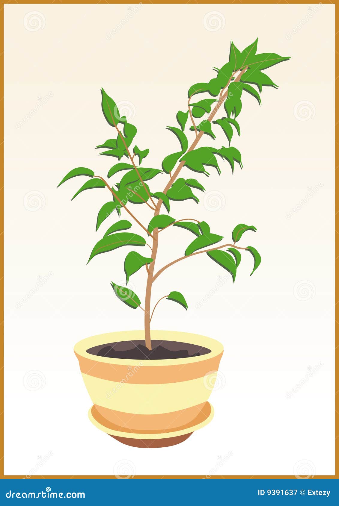 Rubber Plant Or Rubber Fig Or Rubber Bush Or Indian Rubber Bush Or ...