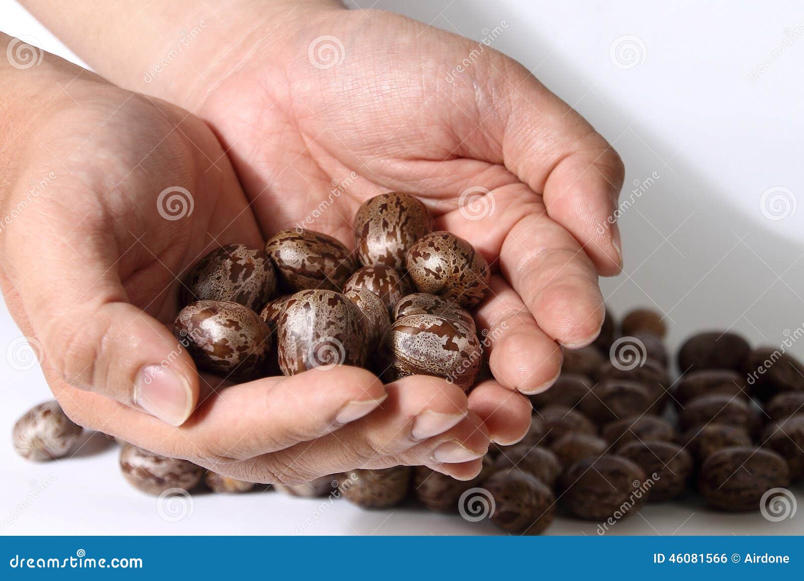 Plant Seeds Planting Trees Growth,The Seeds Are Germinating On Good ...