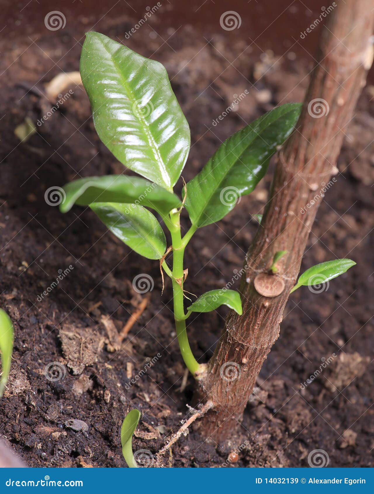 Rubber plant sprout stock image. Image of botanical, natural - 14032139