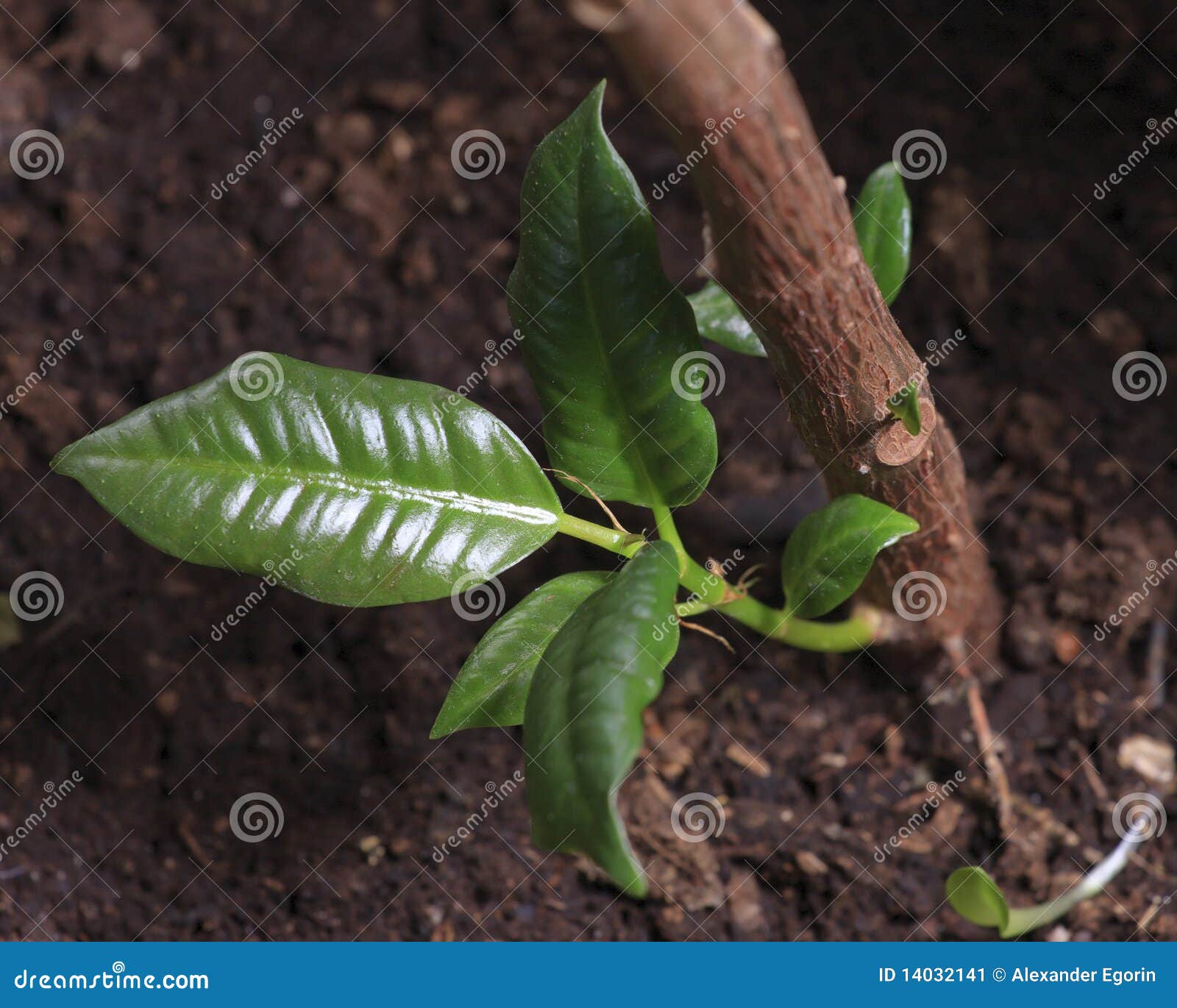 Rubber plant sprout stock image. Image of gloves, fresh - 14032141