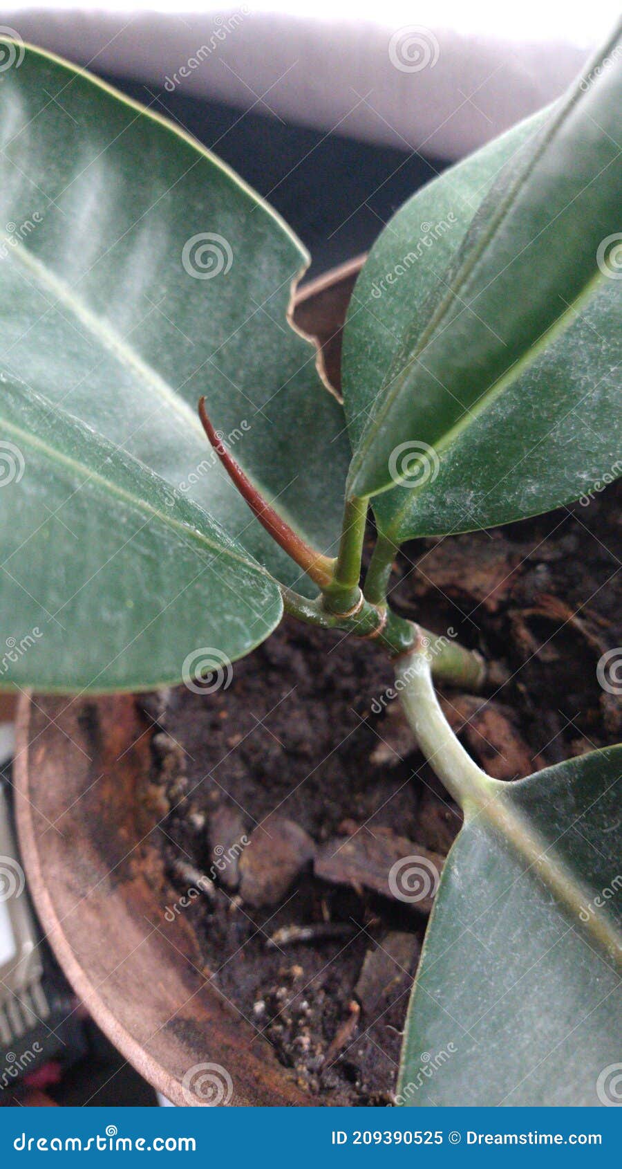 Rubber Plant Sprout stock image. Image of petal, tree - 209390525