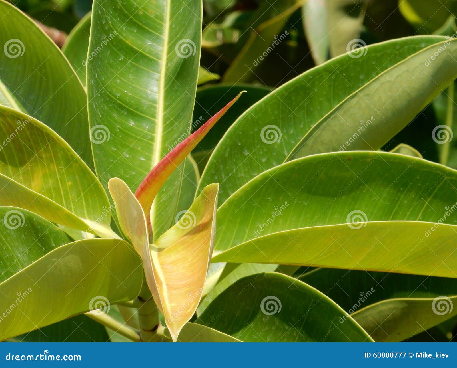 Rubber plant sprout stock image. Image of nature, beautiful - 60800777