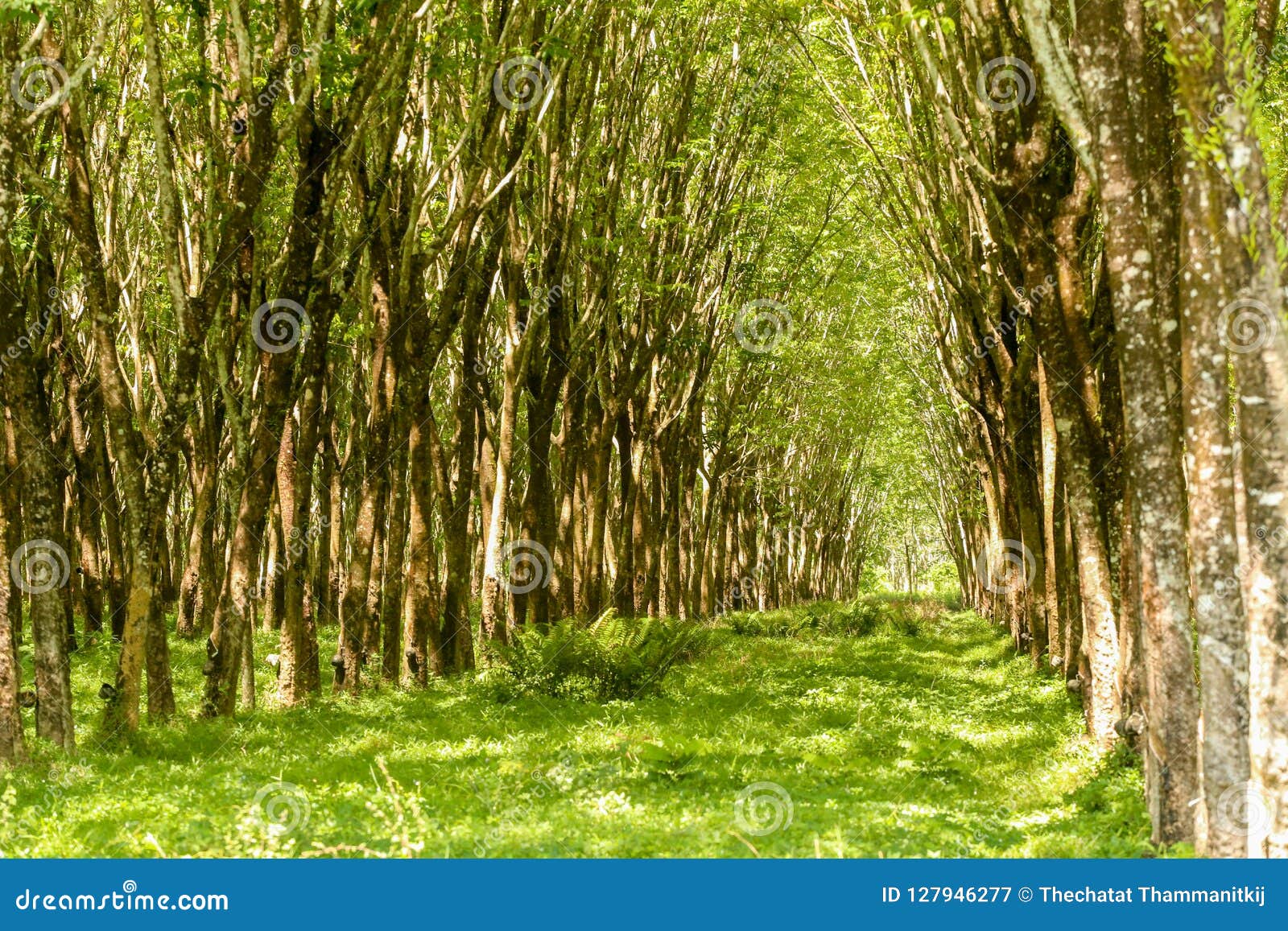 Rubber plantation stock image. Image of lush, jungle - 127946277