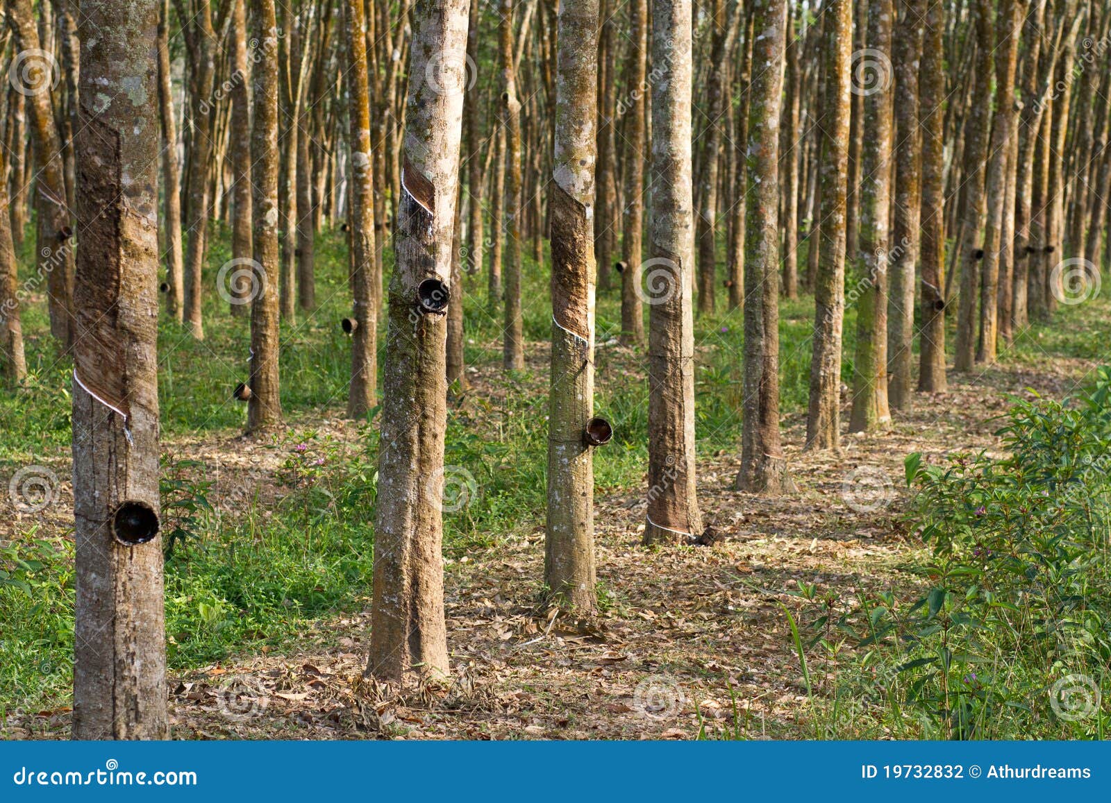 Rubber Plantation stock photo. Image of landscape, collect - 19732832