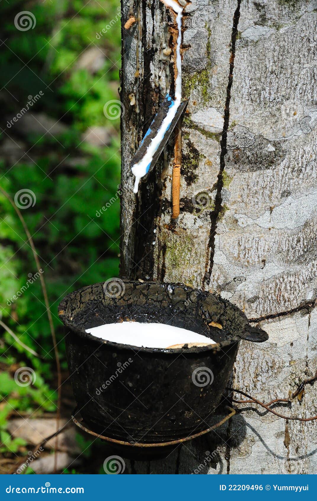 Rubber Plantation stock photo. Image of dipterocarpus - 22209496