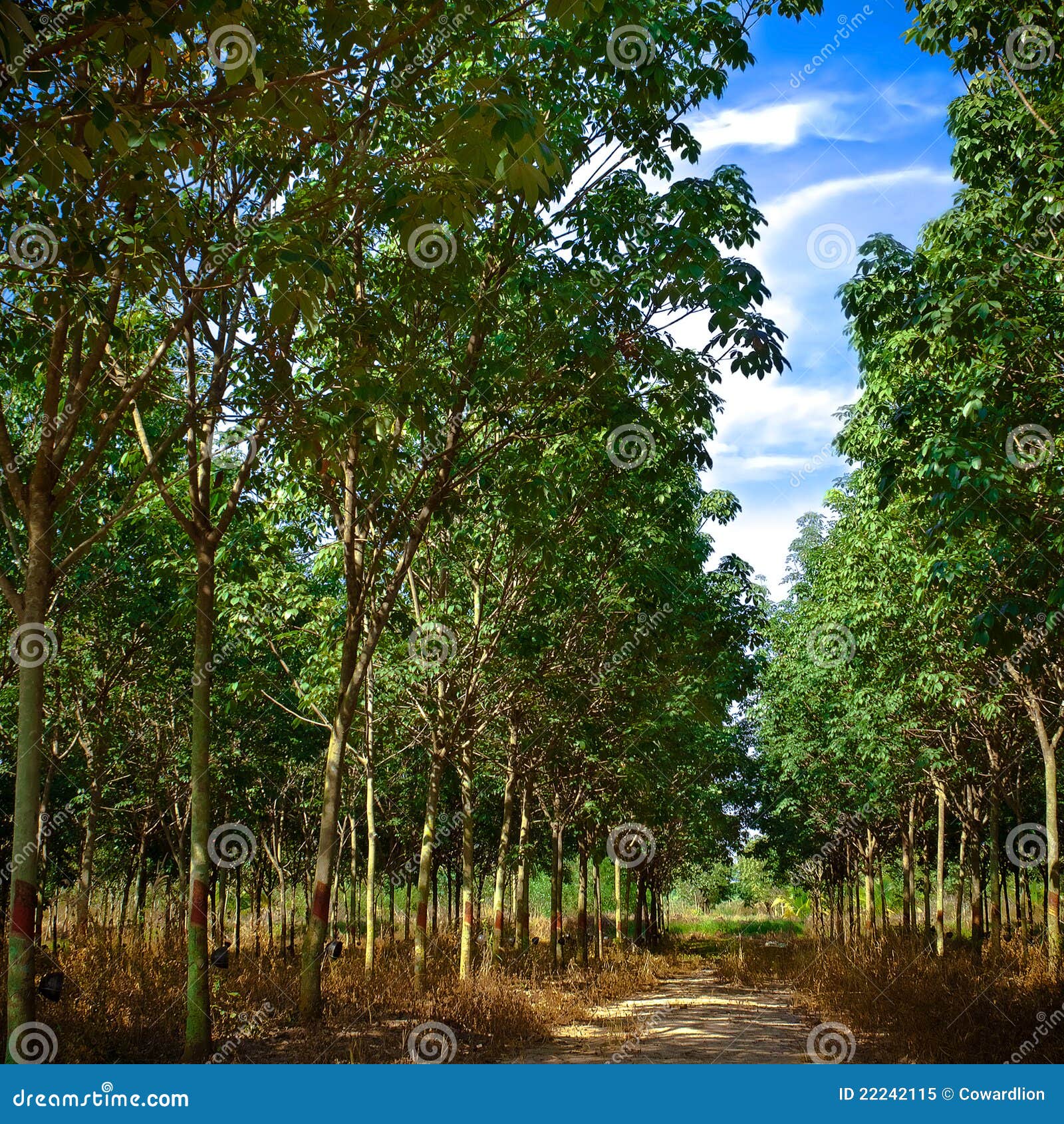 Rubber Plantation stock image. Image of trunk, plantation - 22242115