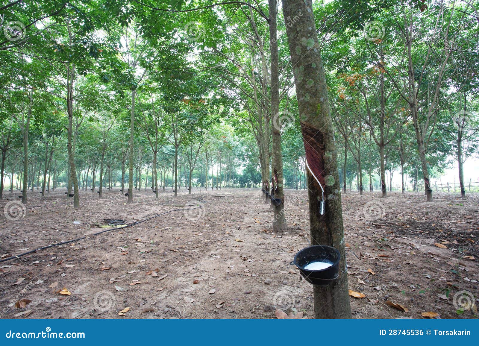 Rubber Plantation stock photo. Image of landscape, horizontal - 28745536