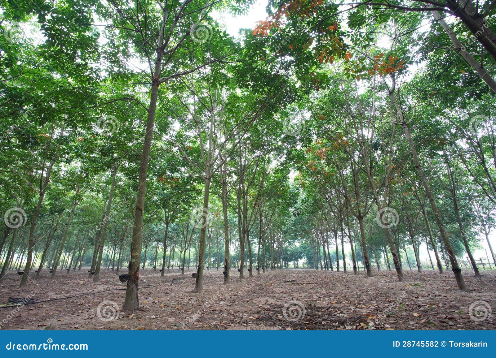 Rubber Plantation stock photo. Image of malaysia, fresh - 28745582