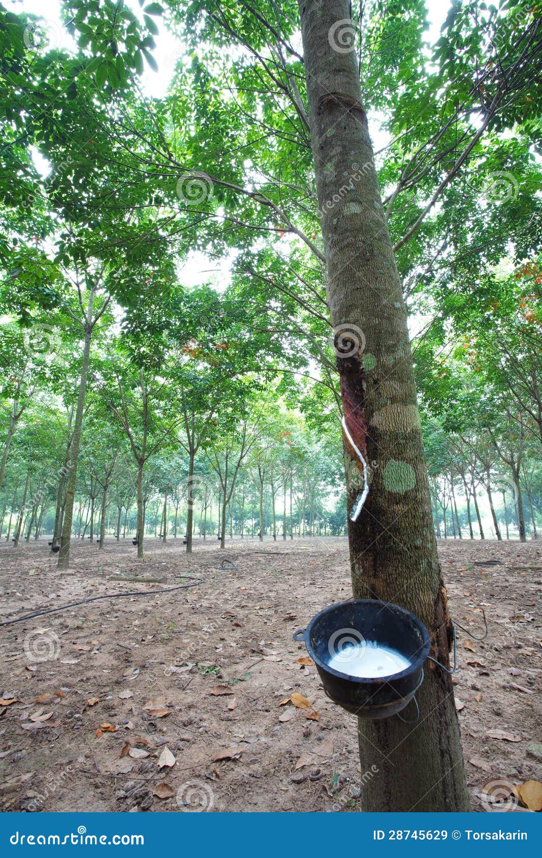 Rubber Plantation stock image. Image of green, bark, idyllic - 28745629