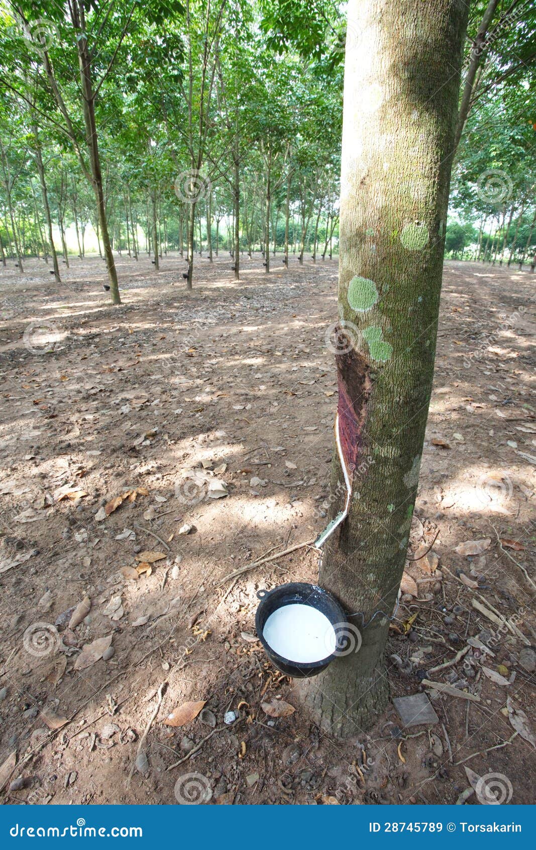 Rubber Plantation stock image. Image of plantations, industry - 28745789