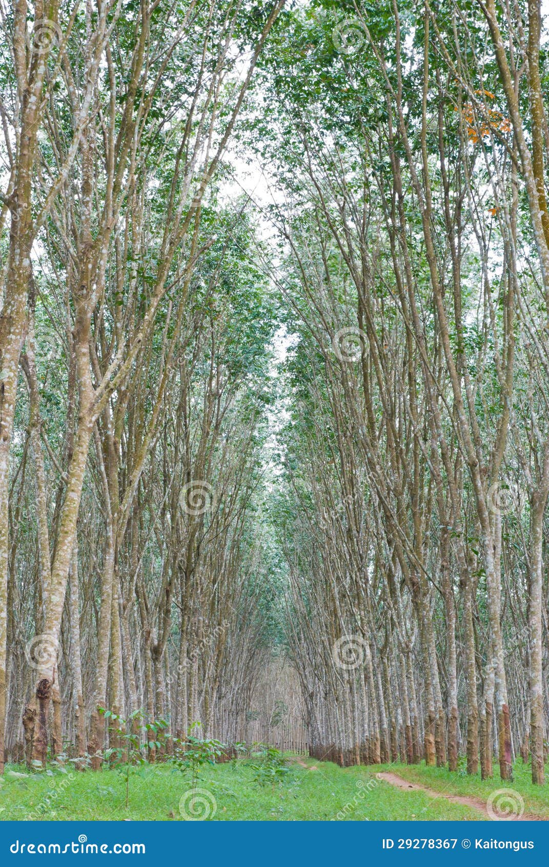 Rubber plantation stock image. Image of green, asia, liquid - 29278367
