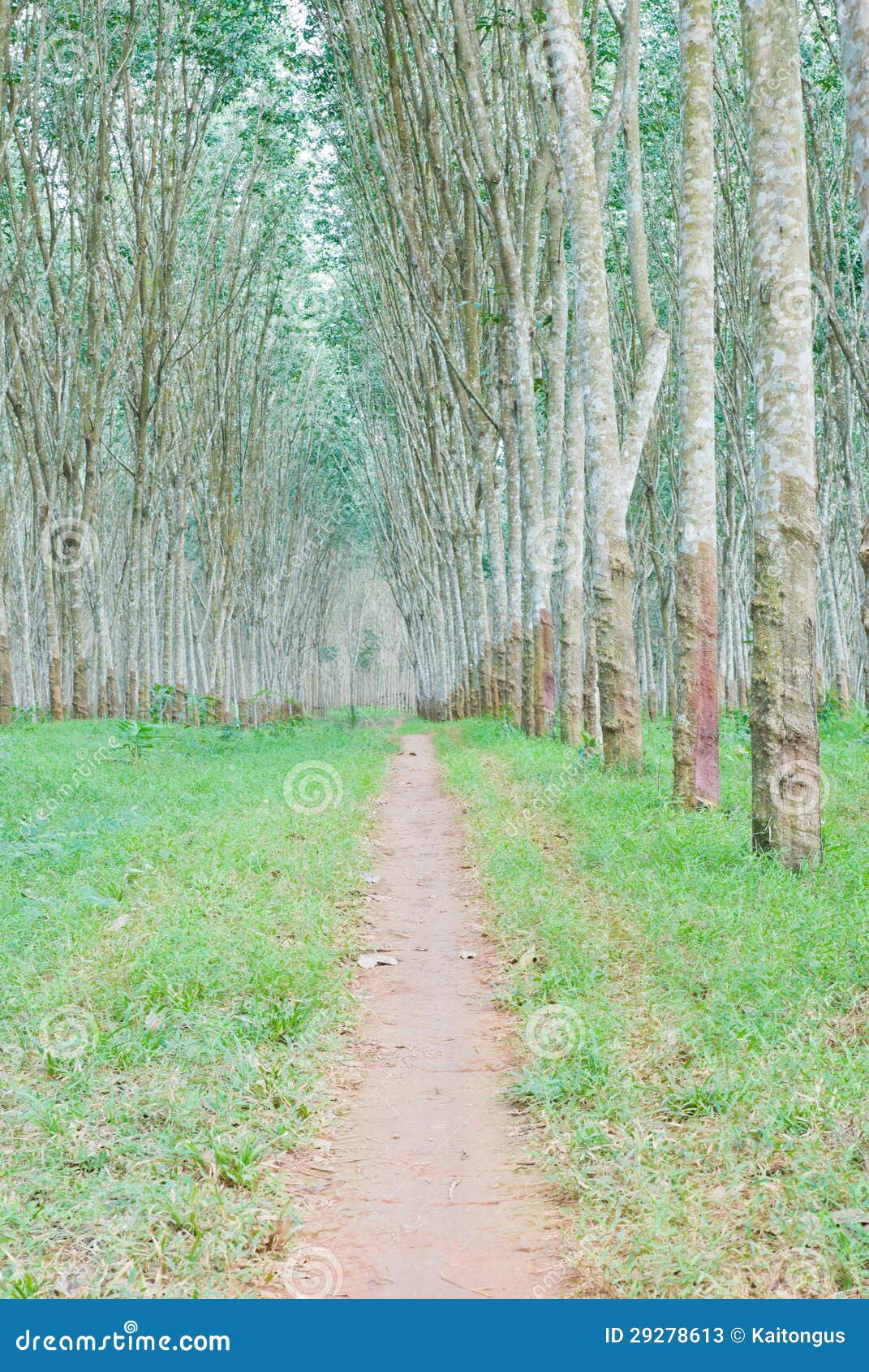 Rubber plantation stock image. Image of fresh, agriculture - 29278613