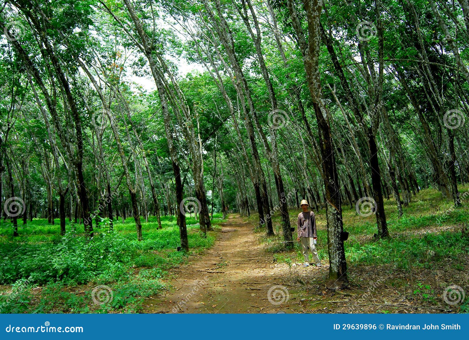 Rubber Plantation editorial photo. Image of tropical - 29639896