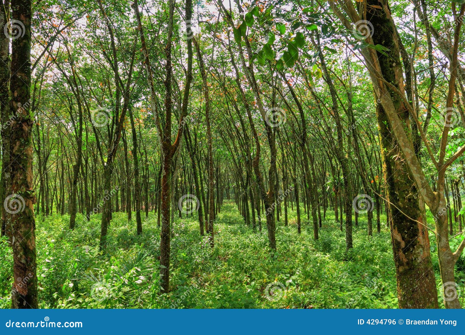 Rubber Plantation stock photo. Image of industry, tropical - 4294796