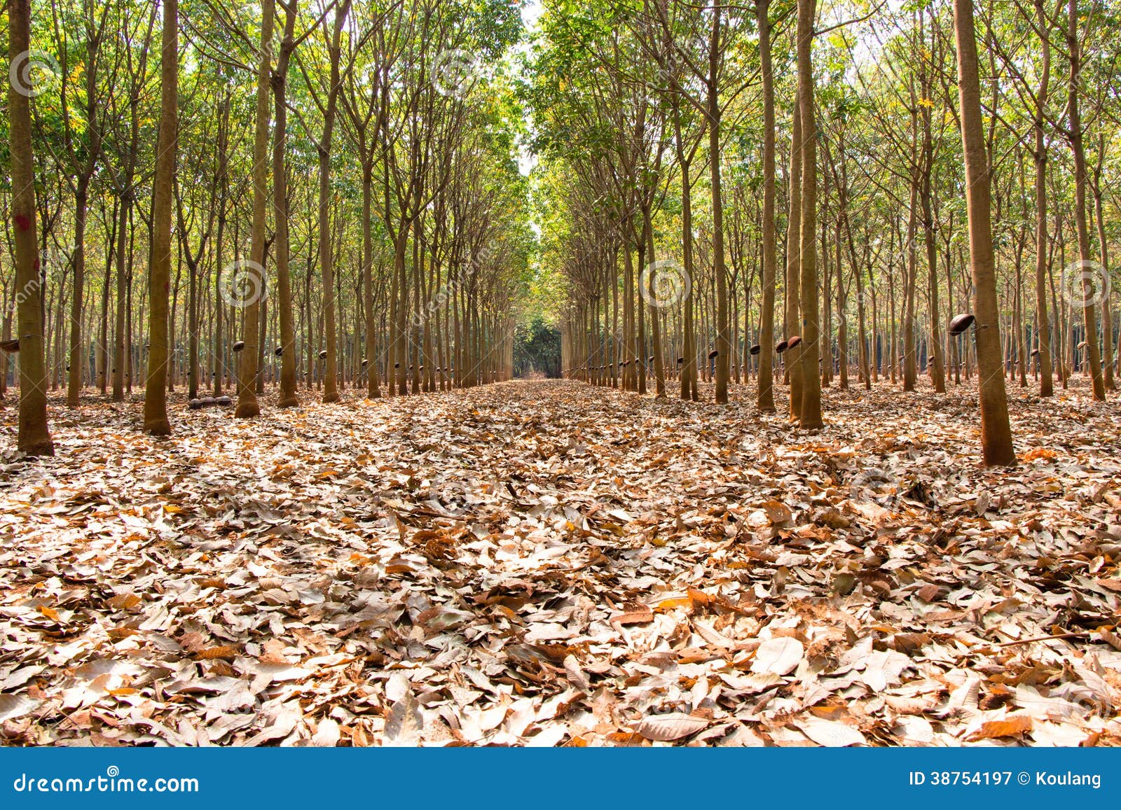 Rubber plantation stock image. Image of asia, tapping - 38754197