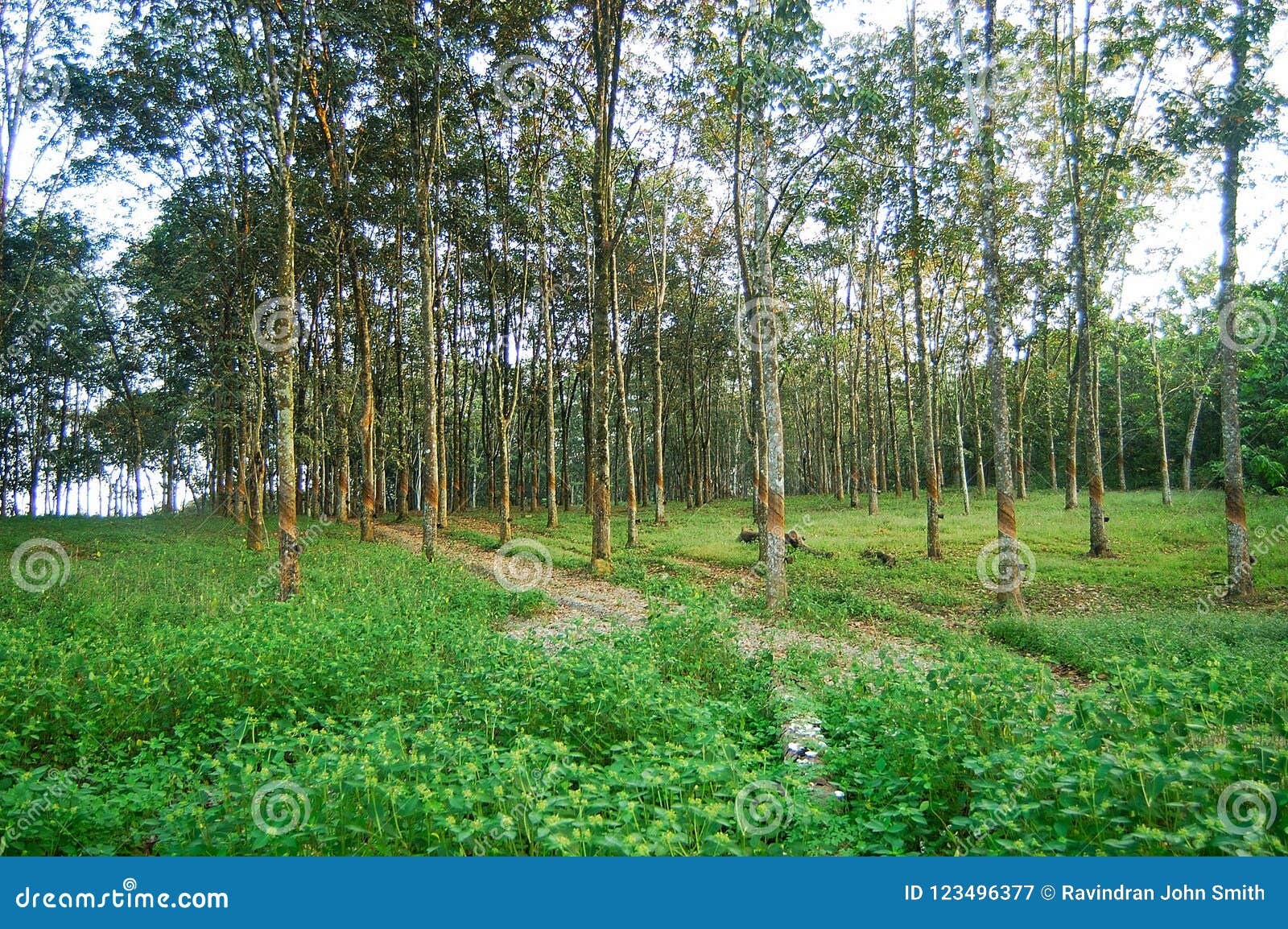 Rubber Plantation editorial photography. Image of kinds - 123496377