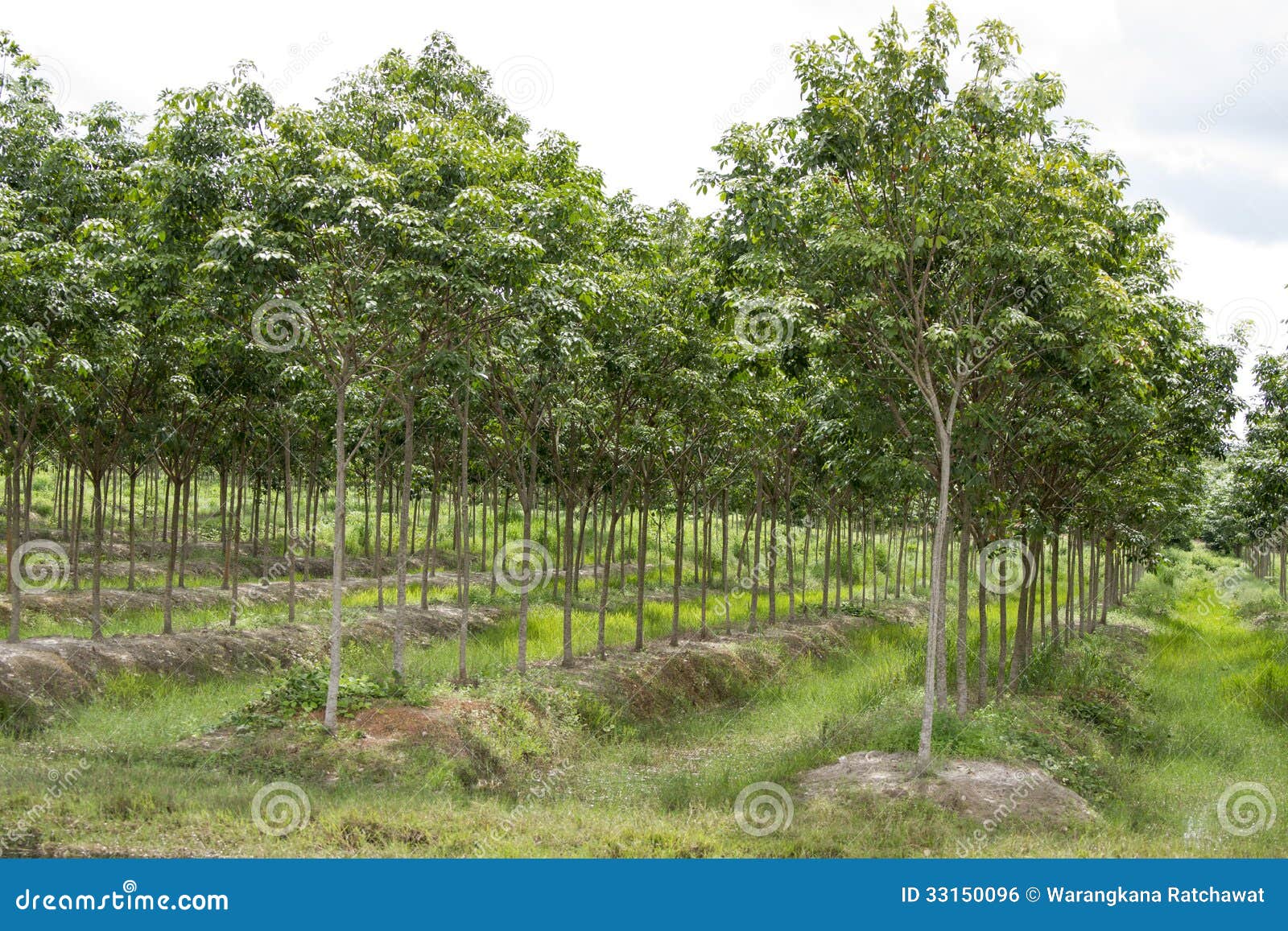 Rubber Plantation stock photo. Image of asia, stem, south - 33150096