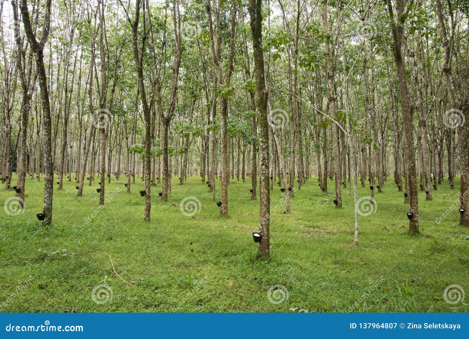 Rubber Plantation in Langkawi, Malaysia Stock Image - Image of pure ...