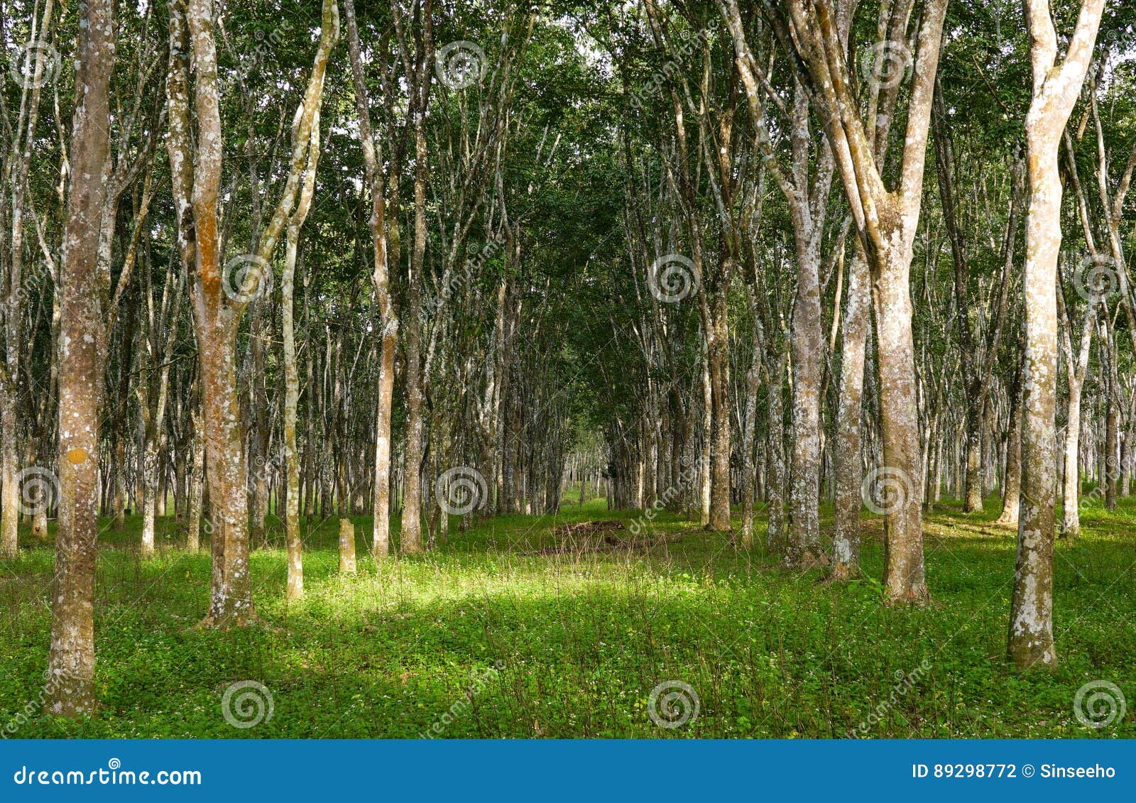 Rubber Plantation in Malaysia Stock Photo - Image of pure, asia: 89298772