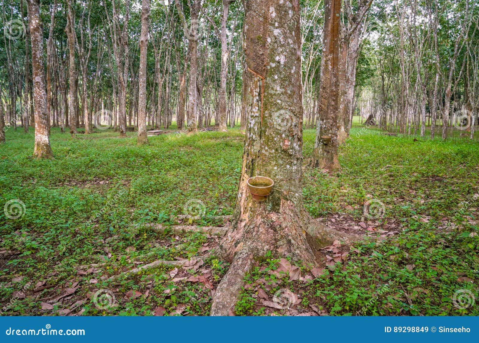 Rubber Plantation in Malaysia Stock Image - Image of natural, produce ...