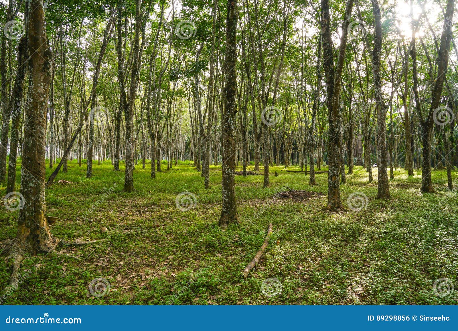Rubber Plantation in Malaysia Stock Photo - Image of white, elastic ...