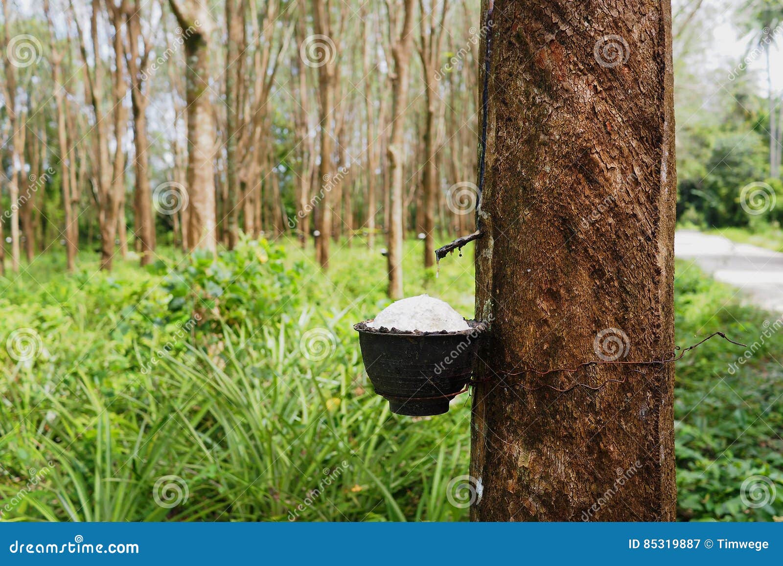 Rubber Plantation with Pot of Rubber in Tree Stock Image - Image of ...