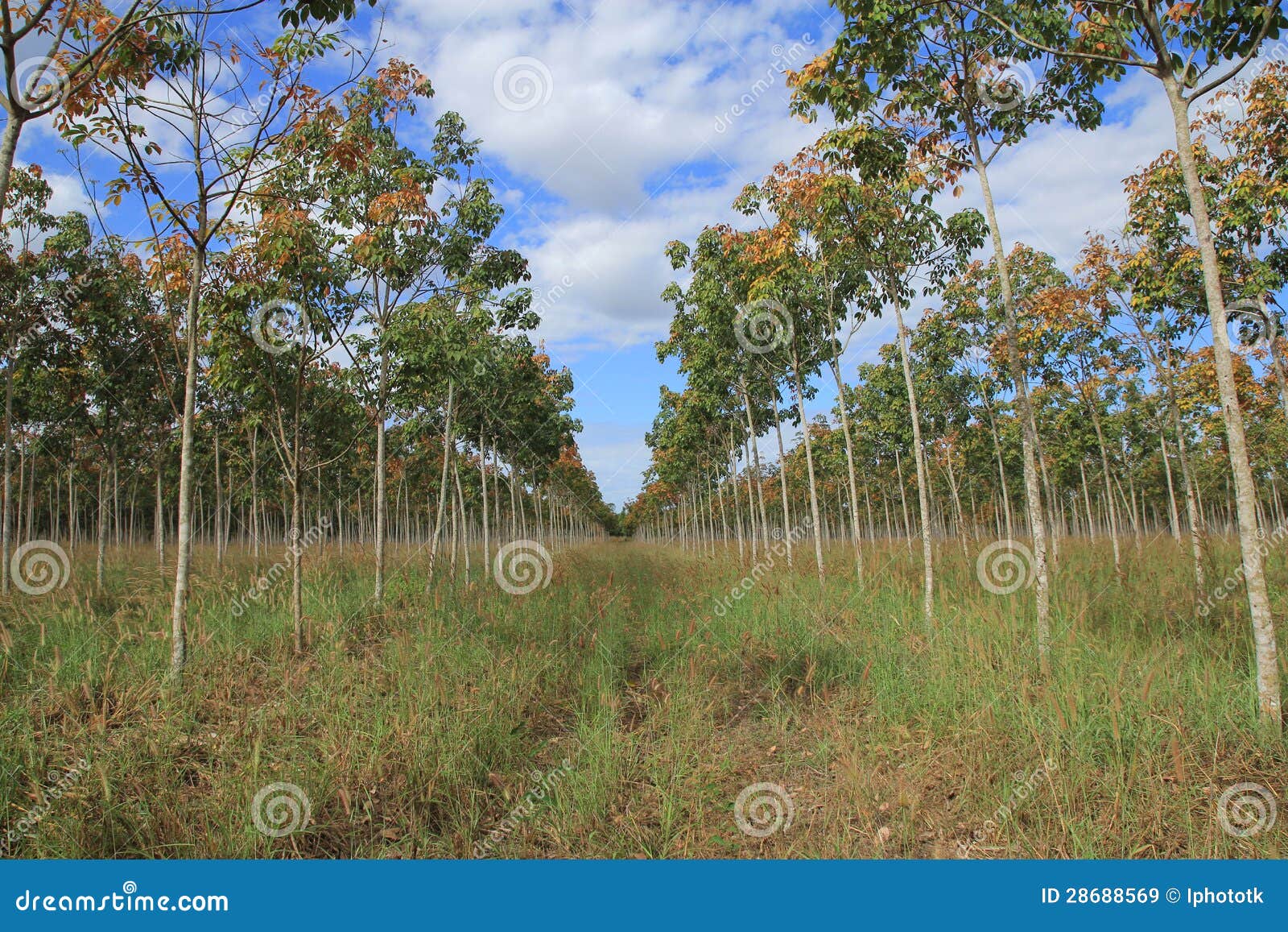 Rubber Plantation, Rubber Fields Stock Image - Image of asia, meadow ...