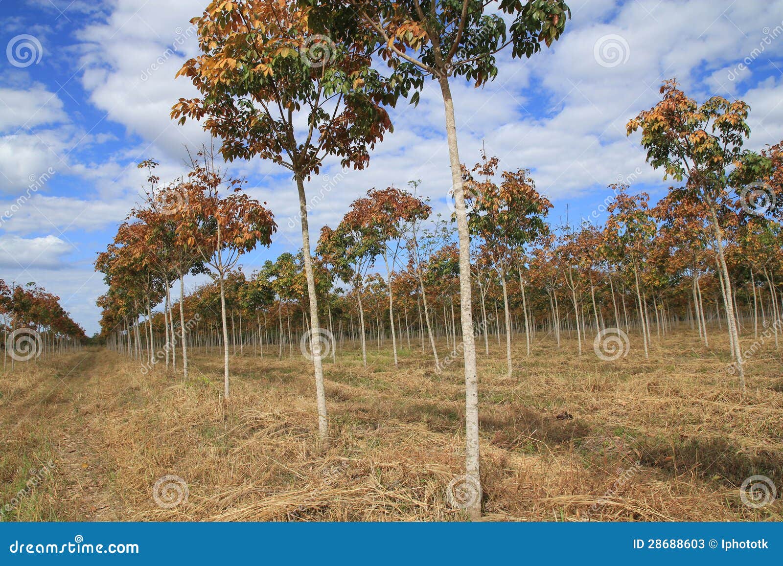 Rubber Plantation, Rubber Fields Stock Image - Image of asia, nature ...