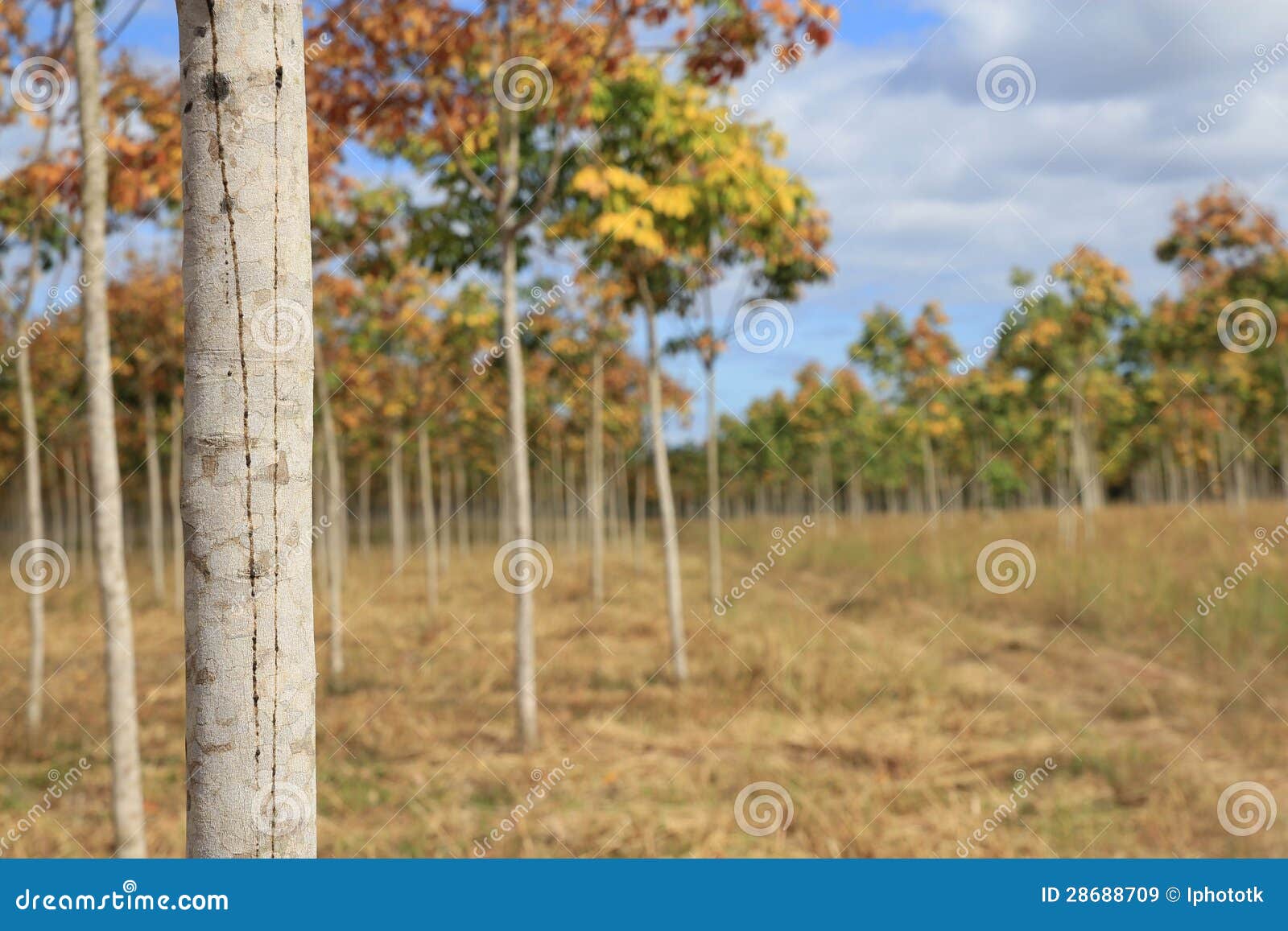Rubber Plantation, Rubber Fields Stock Image - Image of green, field ...