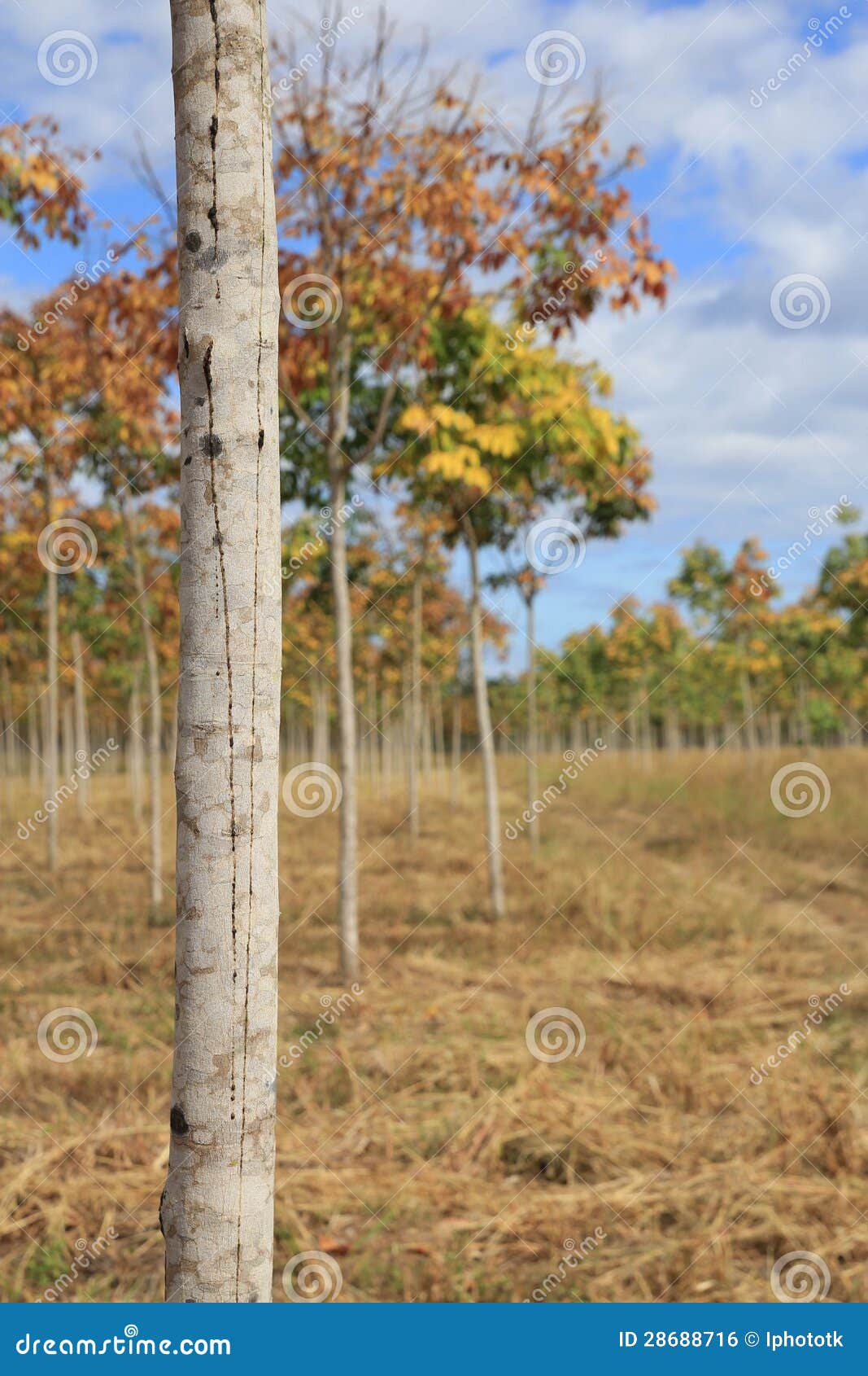 Rubber Plantation, Rubber Fields Stock Photo - Image of asia, farmland ...