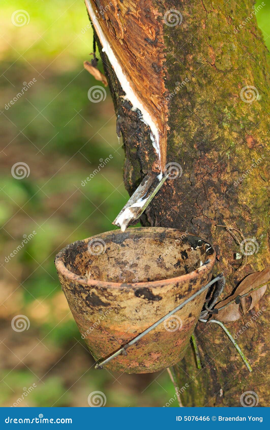 At a Rubber Plantation Series Stock Photo - Image of brasiliensis ...