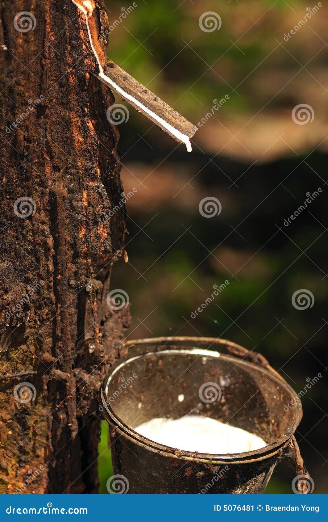 At a Rubber Plantation Series Stock Image - Image of harvest ...