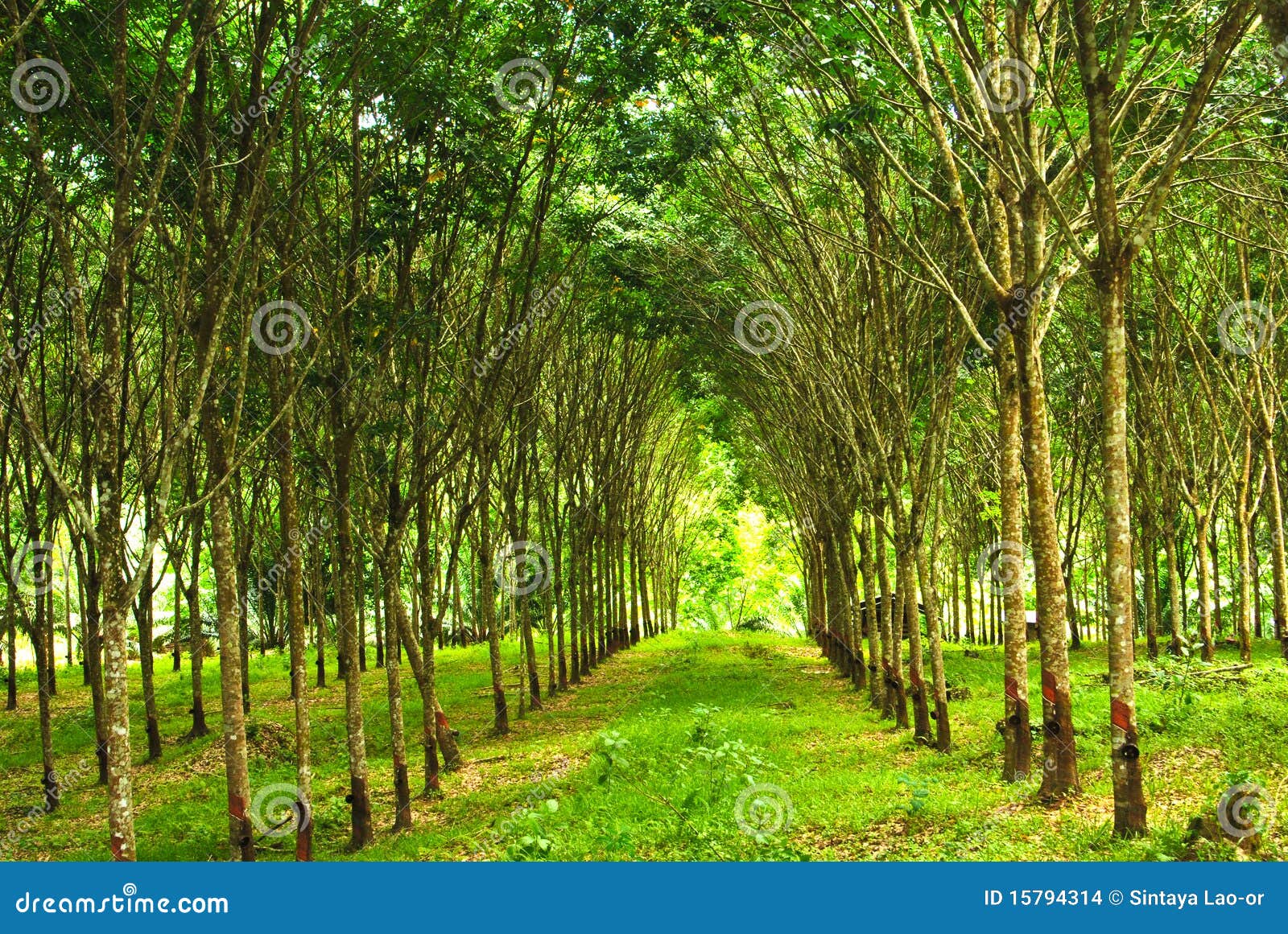 Rubber Plantations