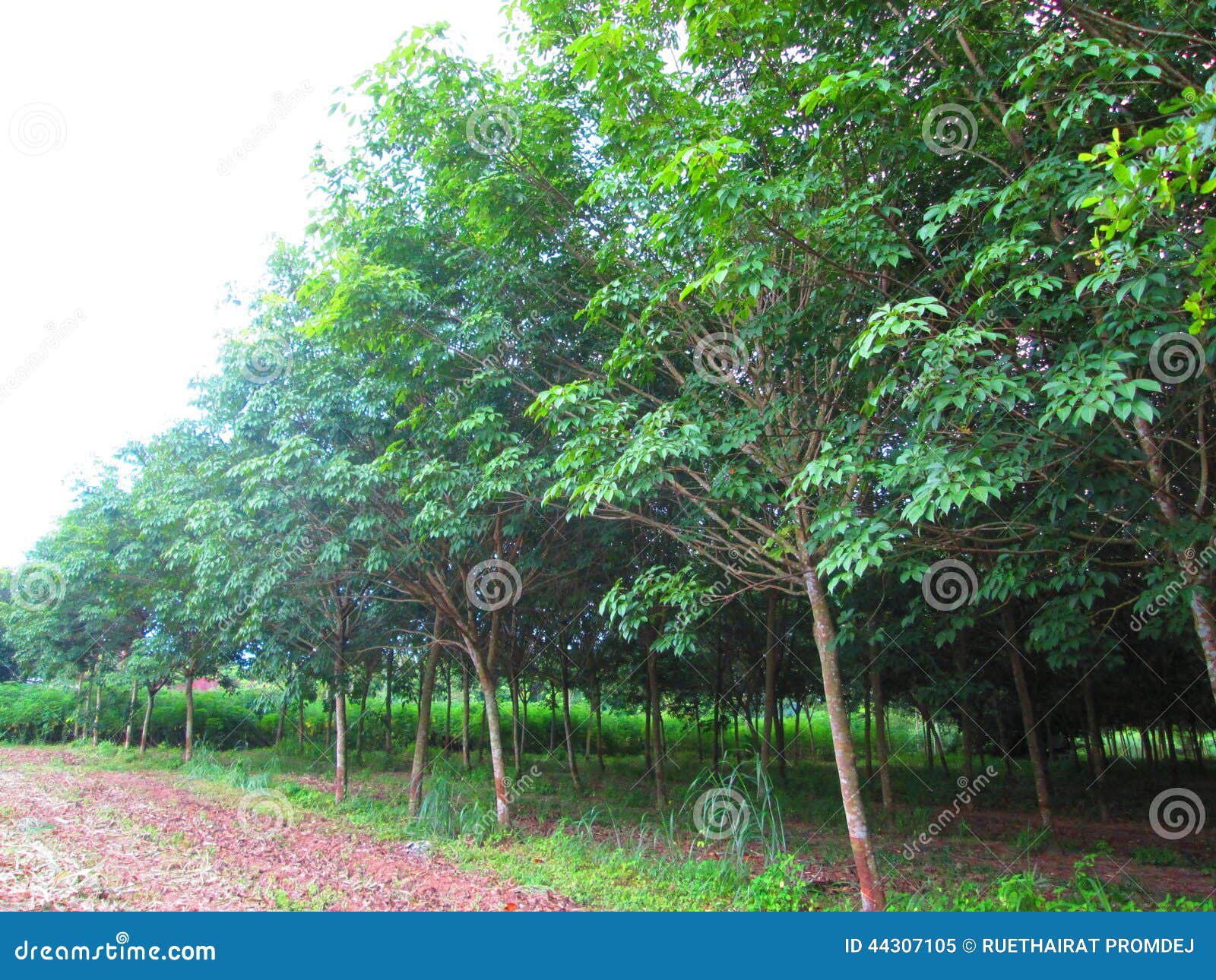 Rubber plantation stock image. Image of green, plantation - 44307105