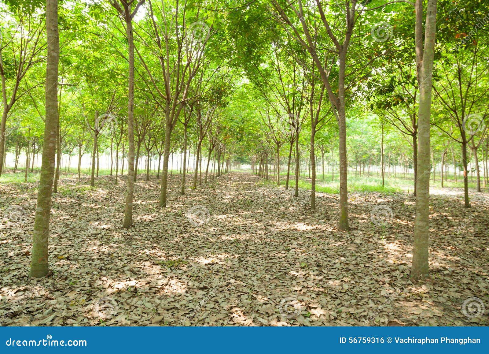 Rubber plantation stock photo. Image of farm, industry - 56759316