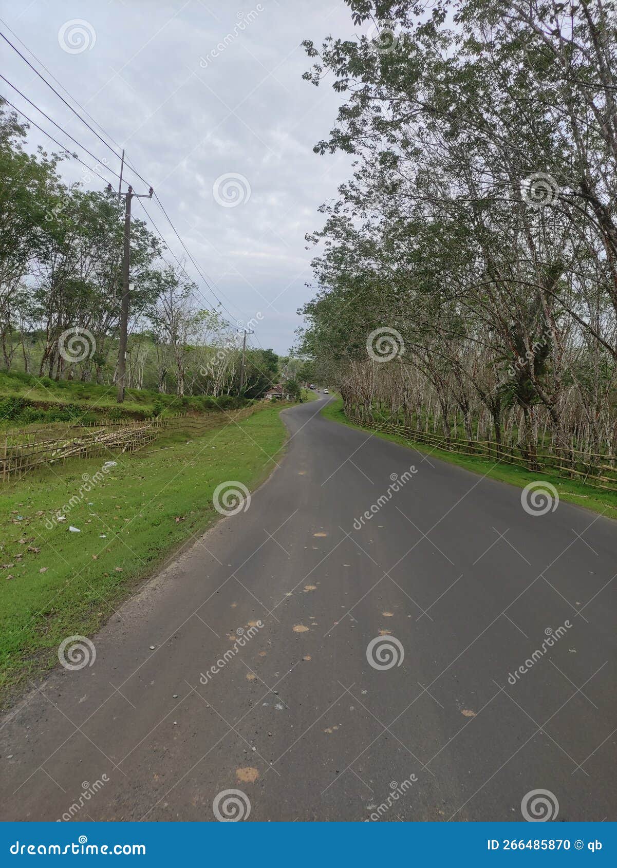Rubber Plantation in West Java Stock Photo - Image of rubber, java ...