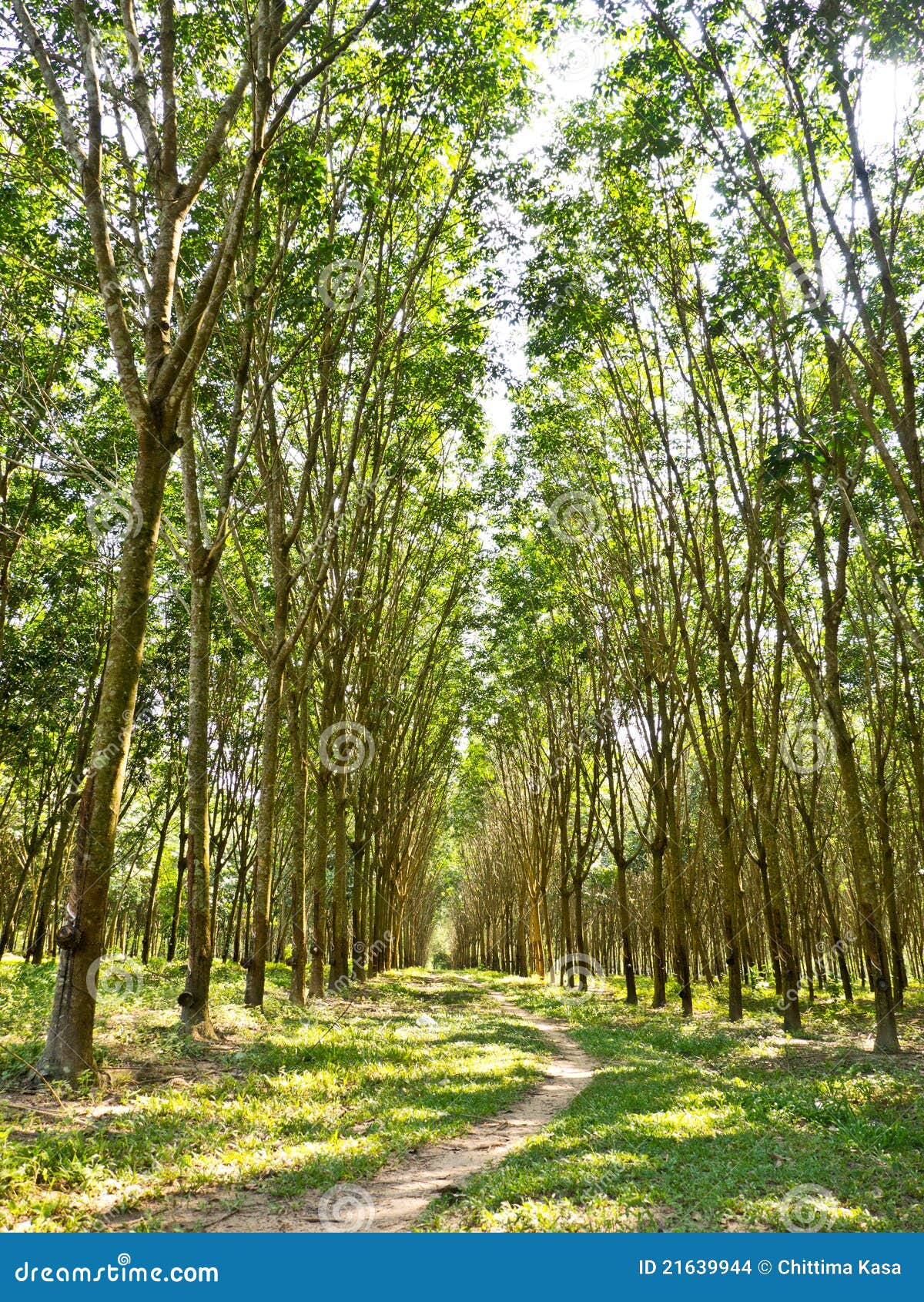 Rubber plantations stock photo. Image of material, outdoors - 21639944