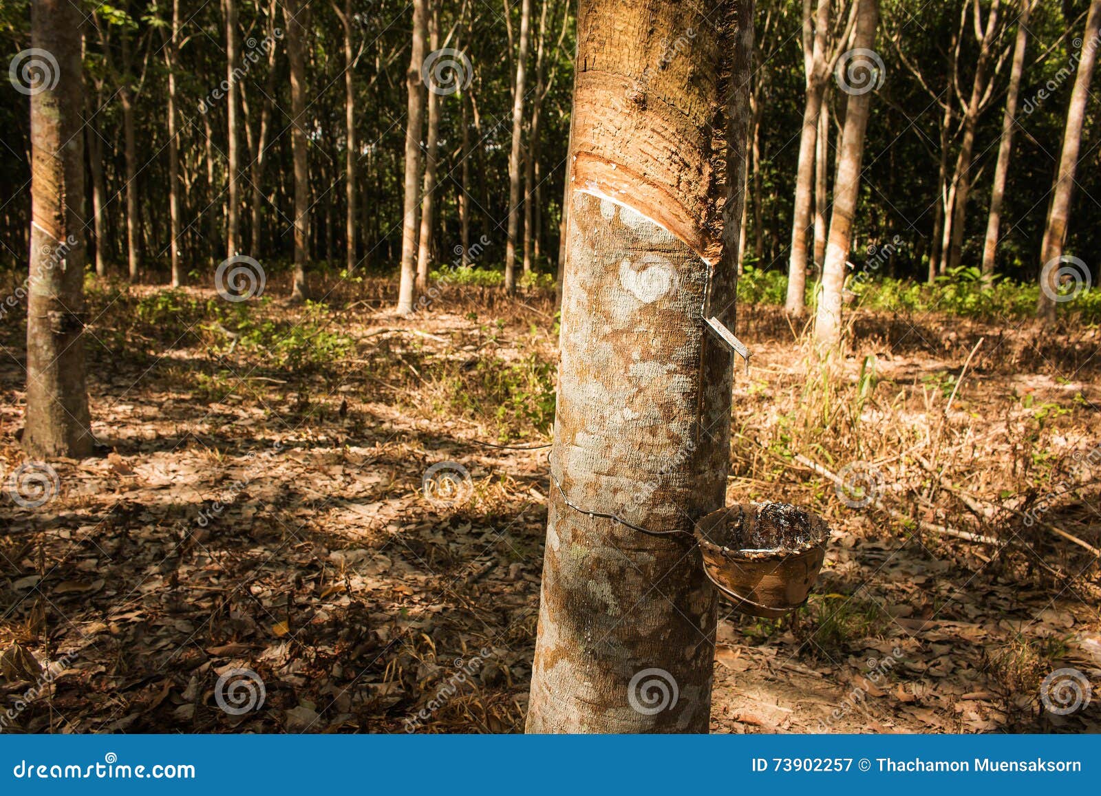 Rubber Plantations stock image. Image of liquid, industry - 73902257