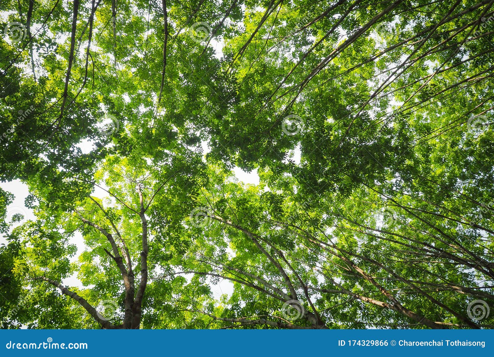 Rubber Plantations. Rubber Trees. Stock Photo - Image of branch ...
