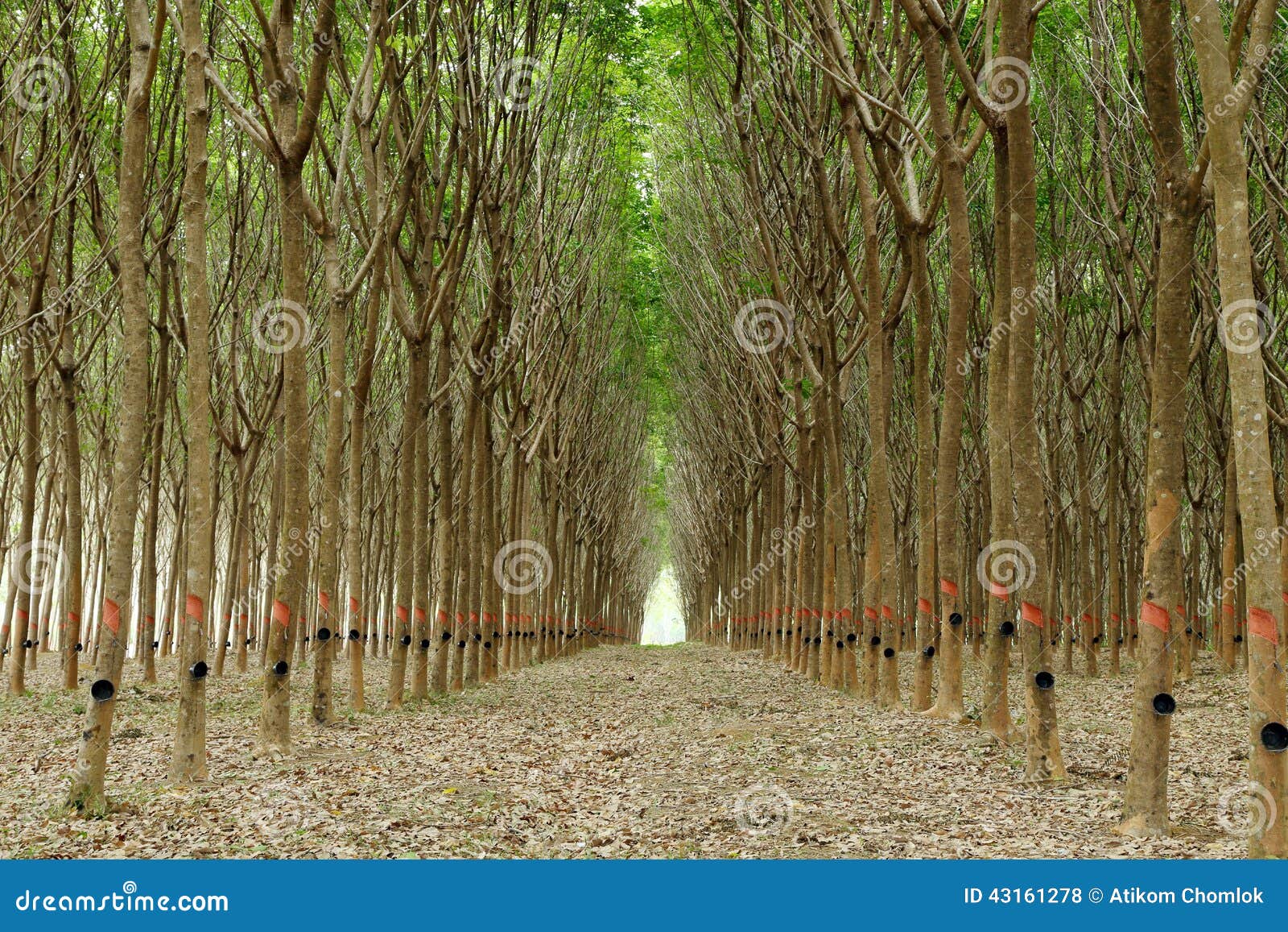 Rubber plantations stock photo. Image of background, jungle - 43161278