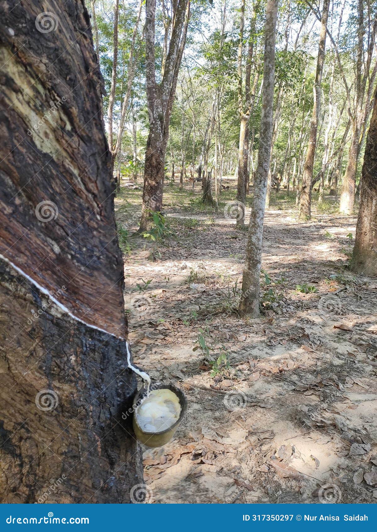 Rubber Plantations Whose Rubber Tapper Save Their Rubber Stock Image ...