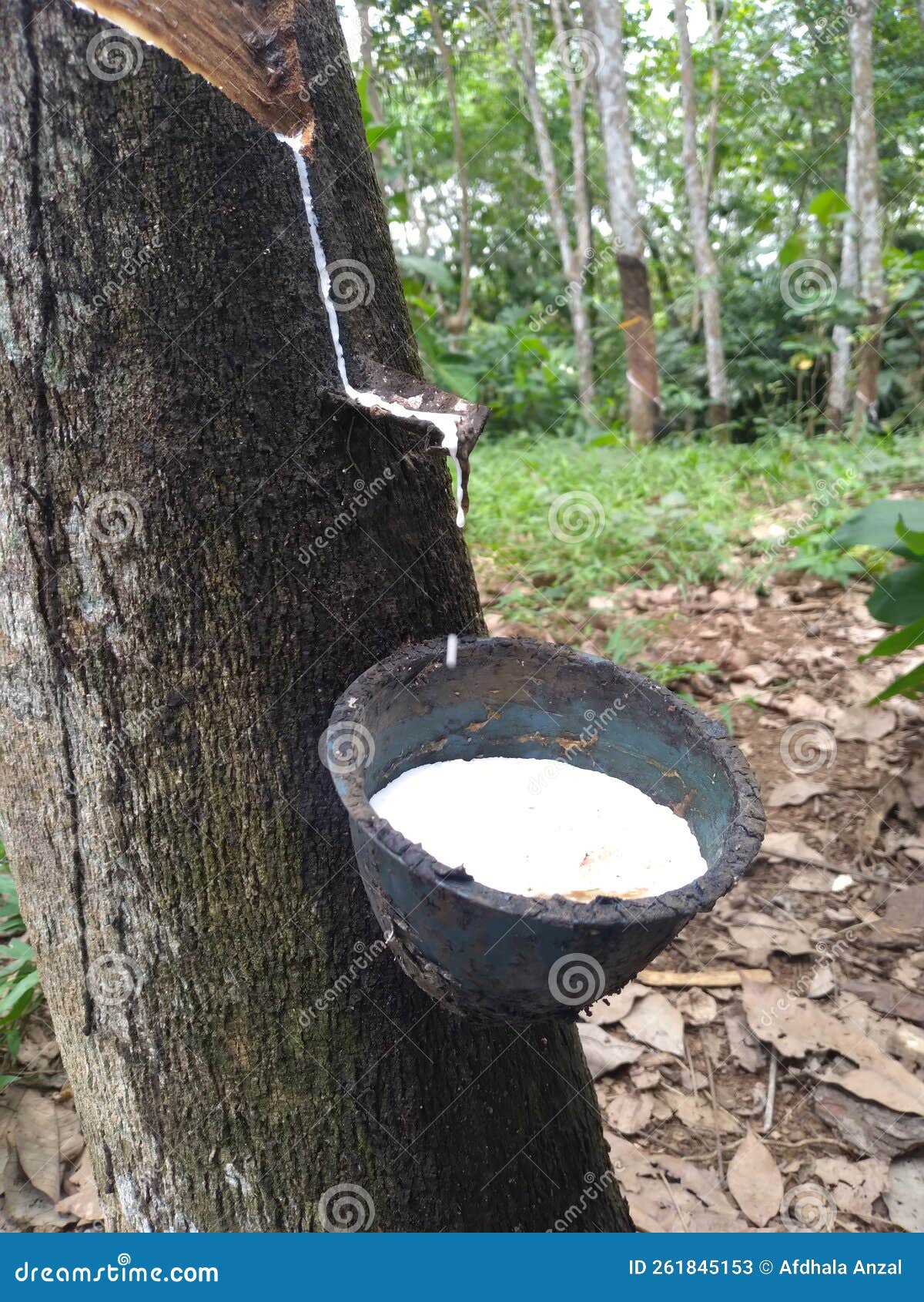 Rubber Sap Dripping on the Cup at Forrest Stock Image - Image of forest ...