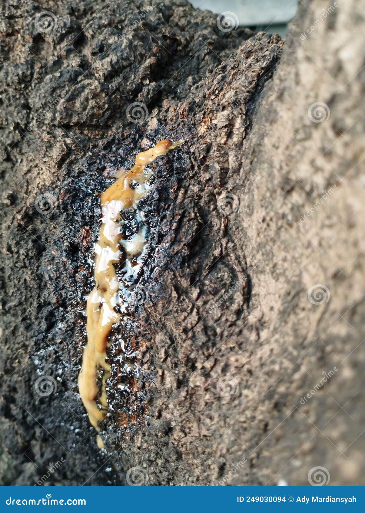 Rubber sap from trees stock photo. Image of nature, wildlife - 249030094
