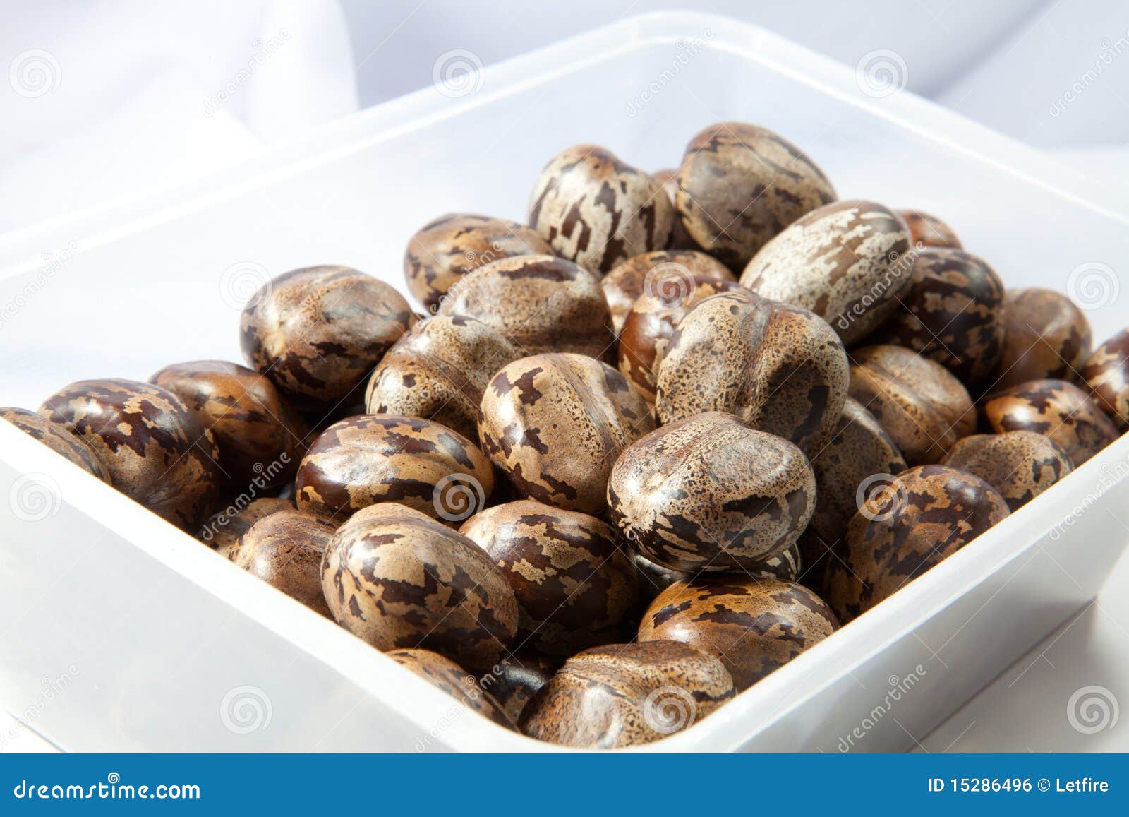 Rubber seed stock photo. Image of moss, industry, latex - 15286496