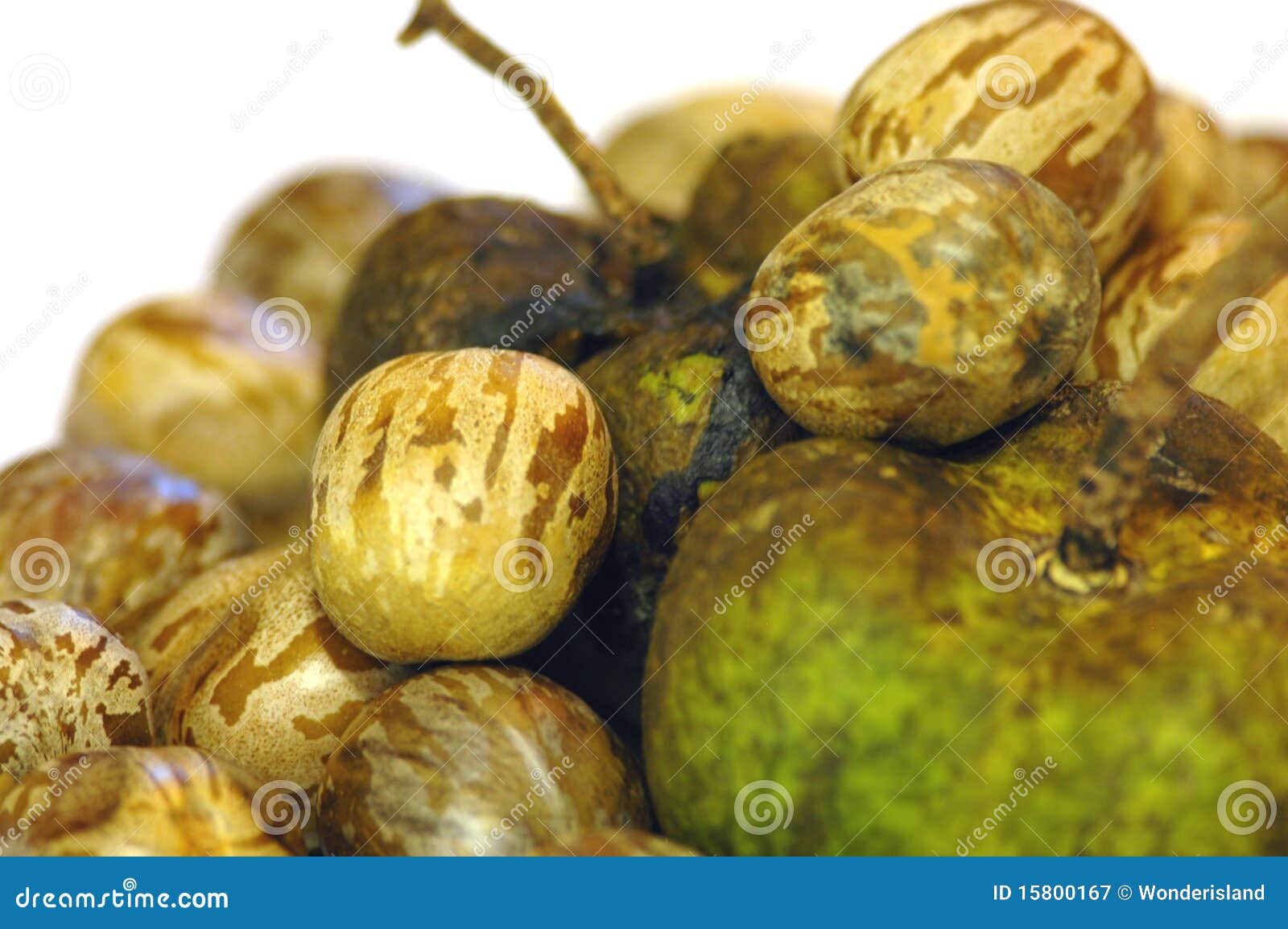 Rubber seed stock image. Image of garden, plantation - 15800167