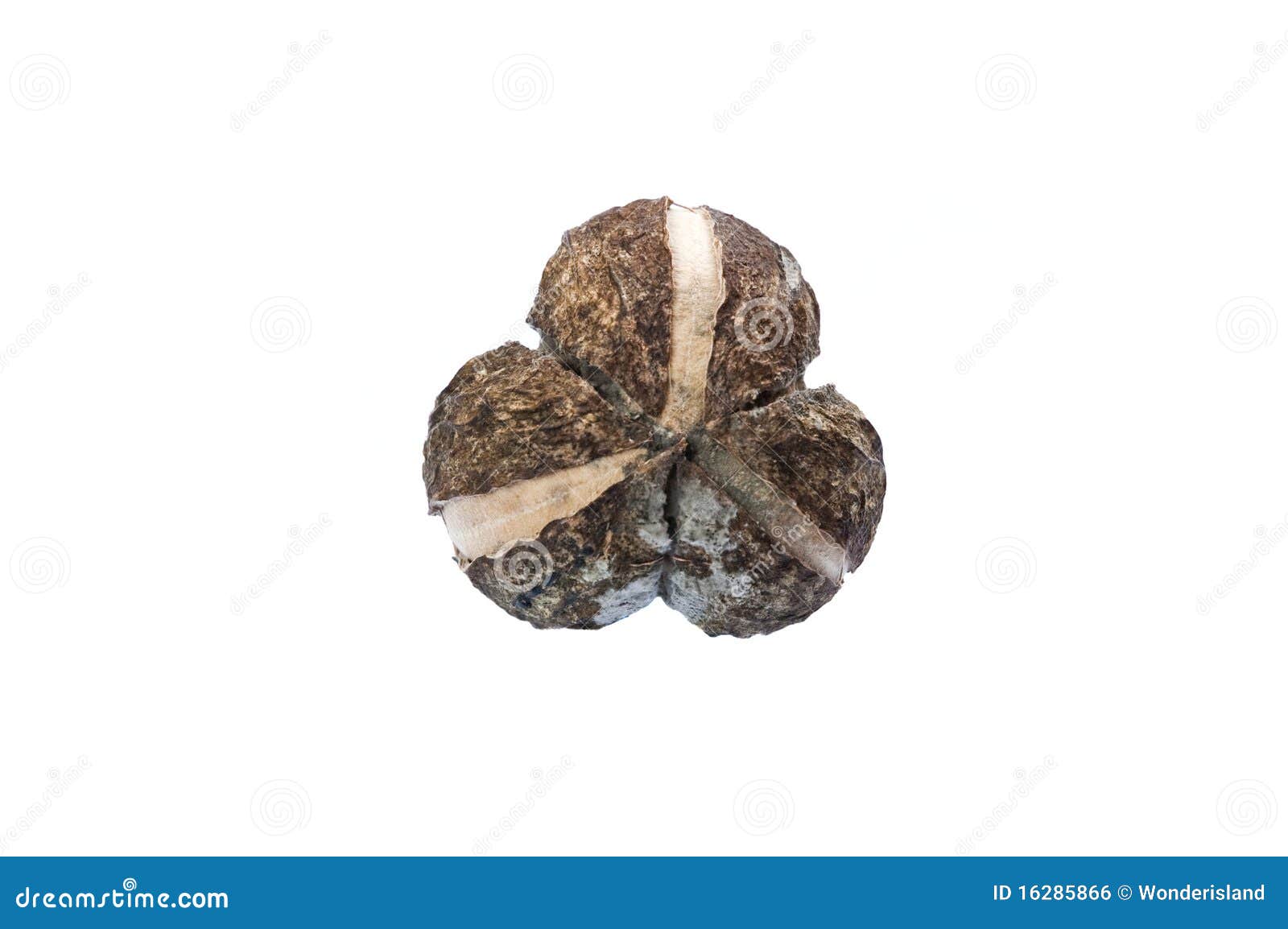 Rubber seed stock photo. Image of forest, fresh, tree - 16285866