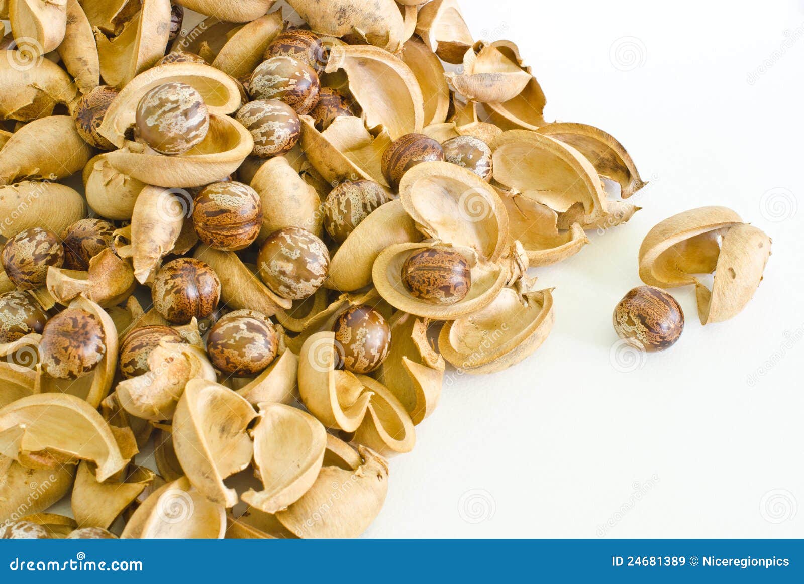 Rubber Seed. Rubber Seed Pile. Kerala. Childhood Nostalgia. Close Up ...
